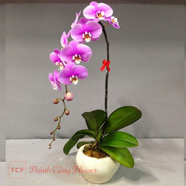 lan-ho-diep-01 - Thành Công Flower