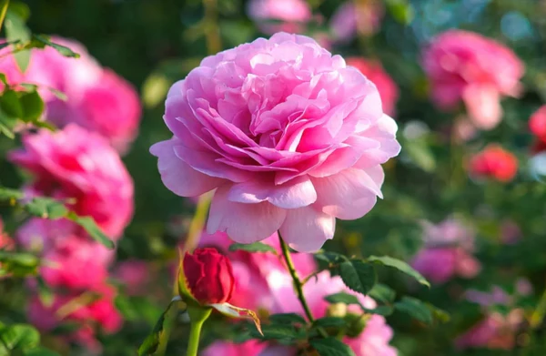 Hoa Hồng Màu Hồng Có Ý Nghĩa Gì? Loài Hoa Tượng Trưng Cho Sự Dịu Dàng ...